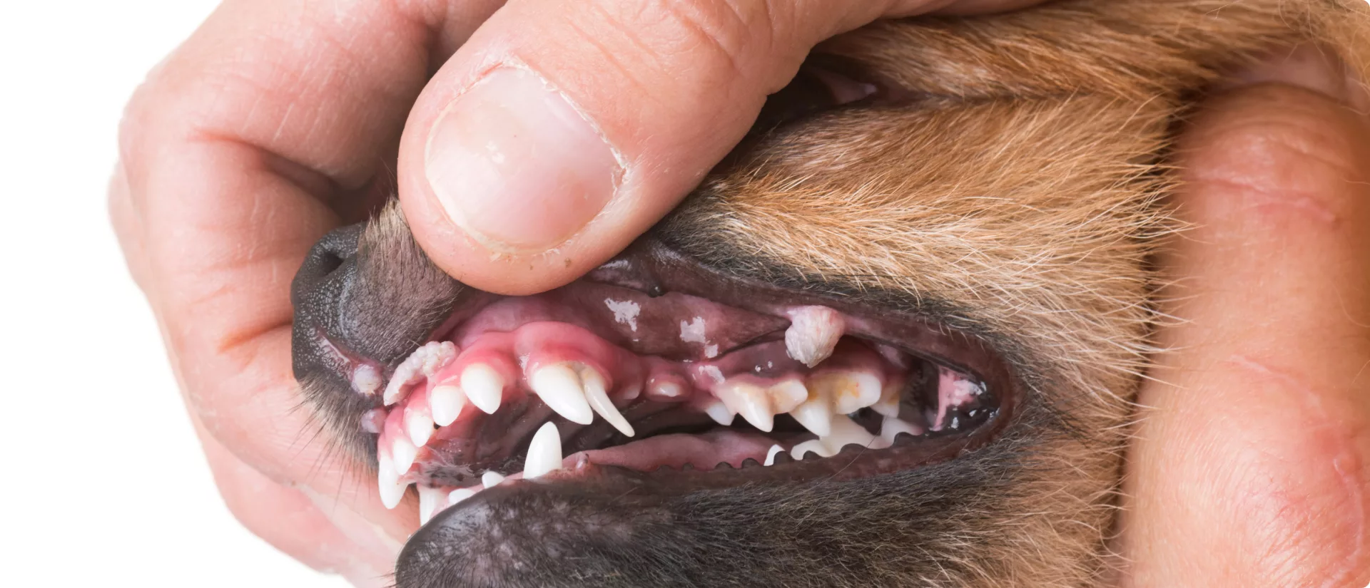 Sarver Animal Hospital Pet Dentistry | Sarver, PA