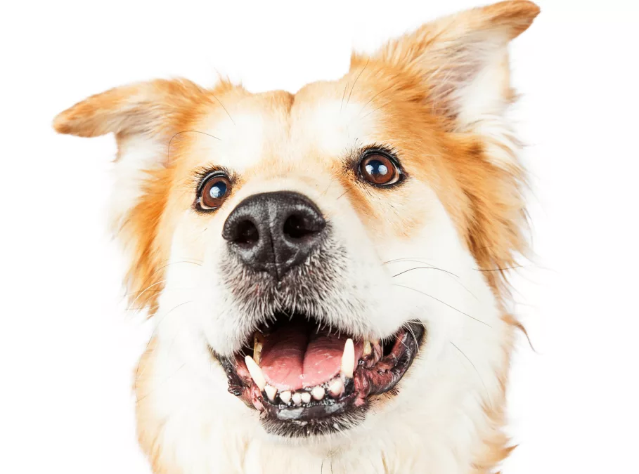 Sarver Animal Hospital Pet Dentistry | Sarver, PA