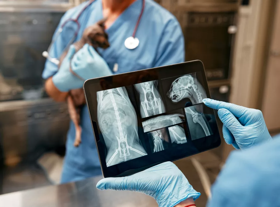 Diagnostic Services at Sarver Animal Hospital | Sarver, PA